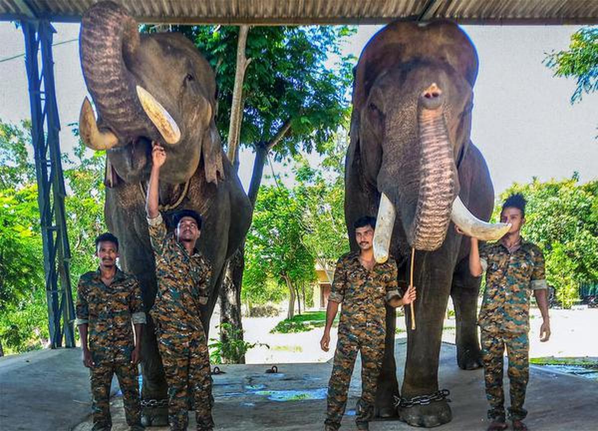 Elephant watchers in Andhra Pradesh are born survivors, living on the edge of subsistence - The ...