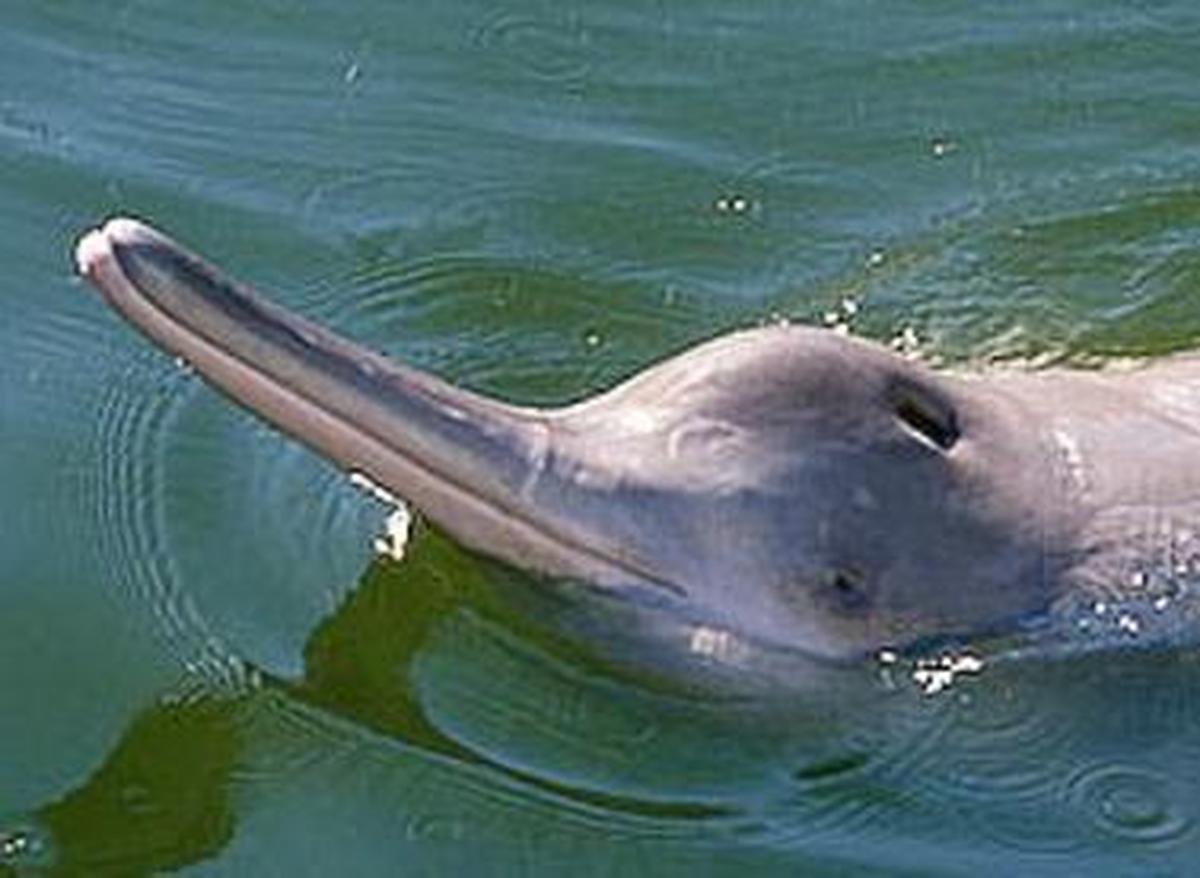 Ganges Elv Delfin