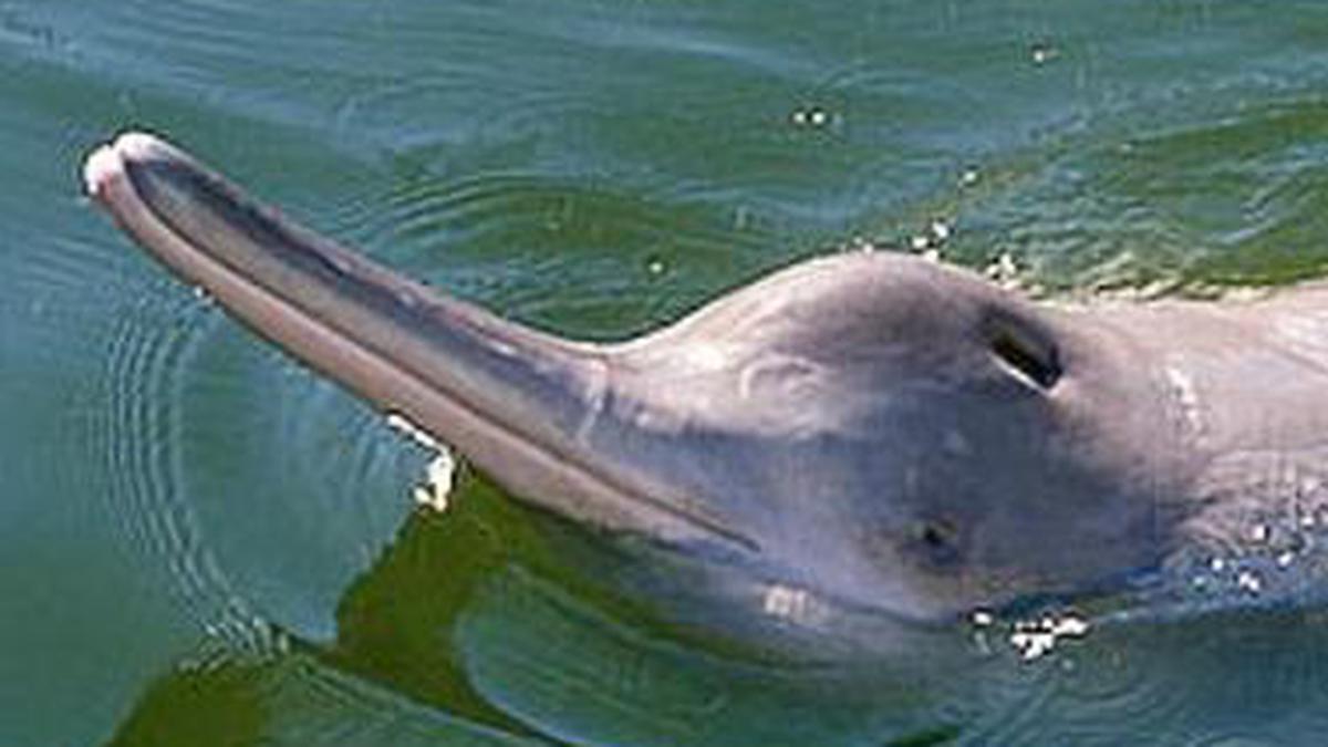 Ganges river dolphin tagged for the first time in India - The Hindu