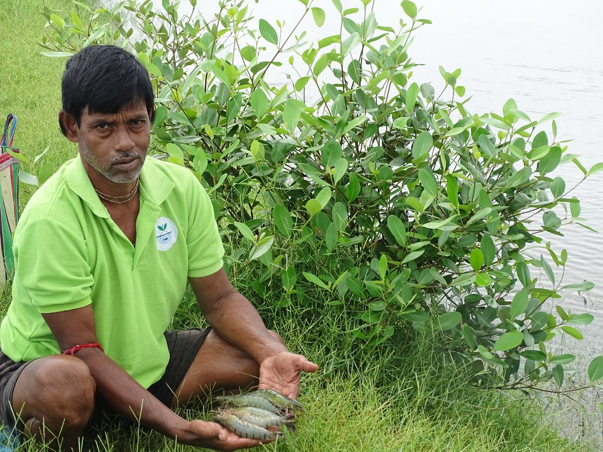 Sustainable shrimp cultivation provides hope for mangrove restoration ...