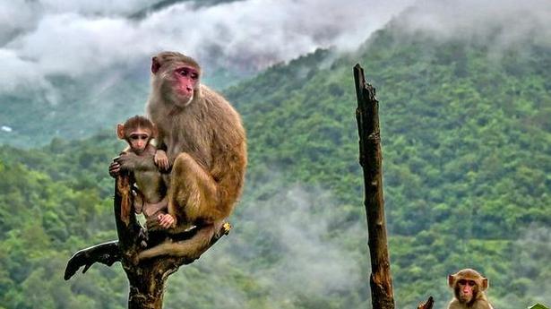 How to catch a monkey: Karnataka Forest Department comes out with SOP ...