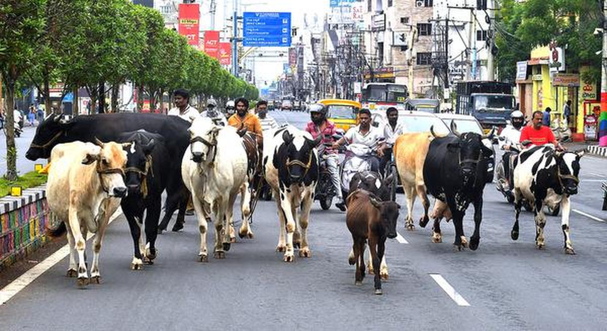Explained: India’s stray cattle menace - State scenarios, cow ...