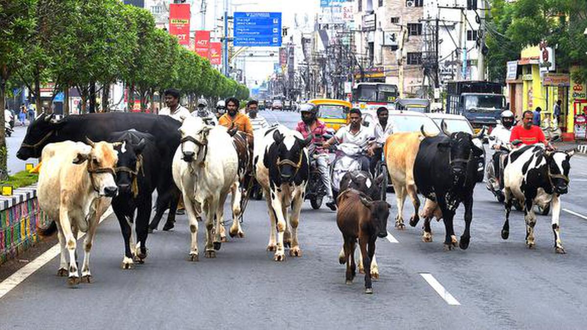 Explained: India’s stray cattle menace - State scenarios, cow ...