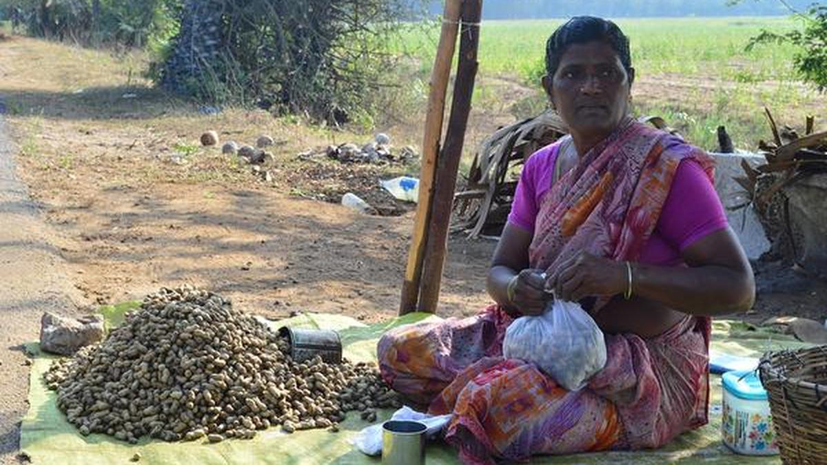 India develops new groundnut line with desirable oil quality - The Hindu