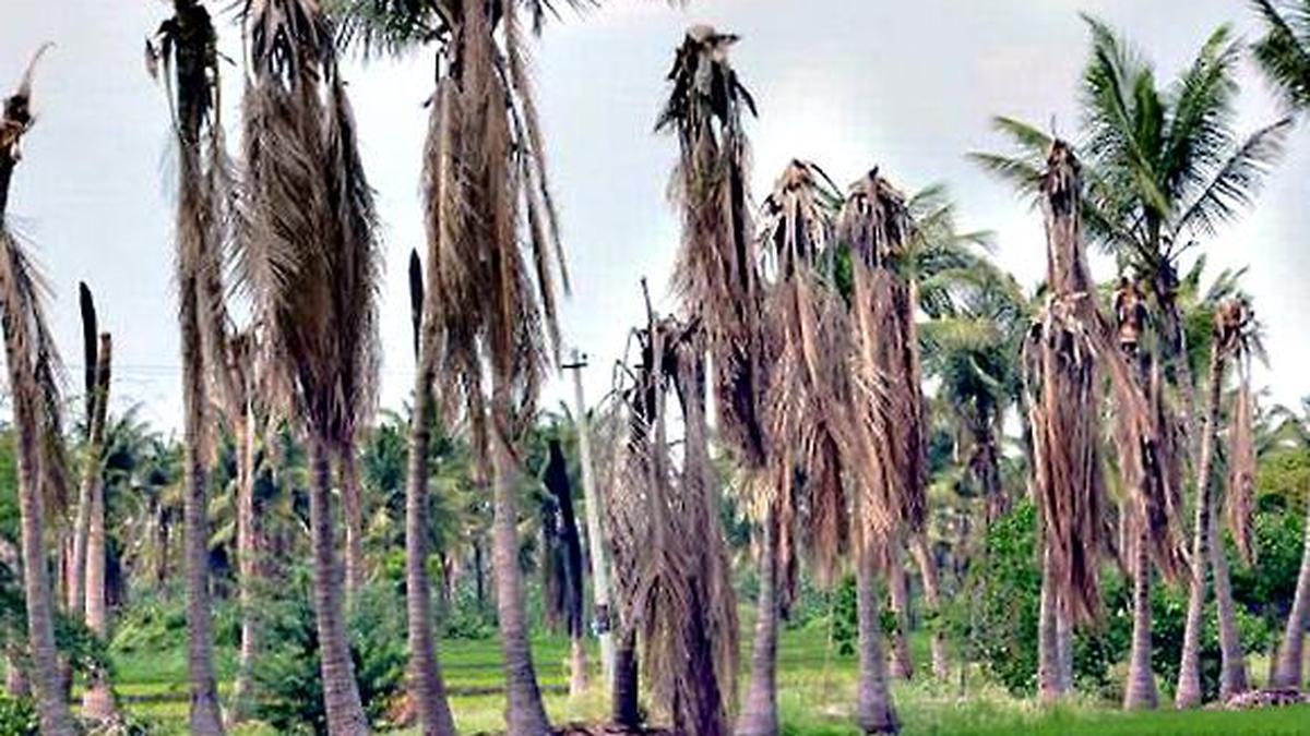 Coconut palm declared State tree of Goa - The Hindu