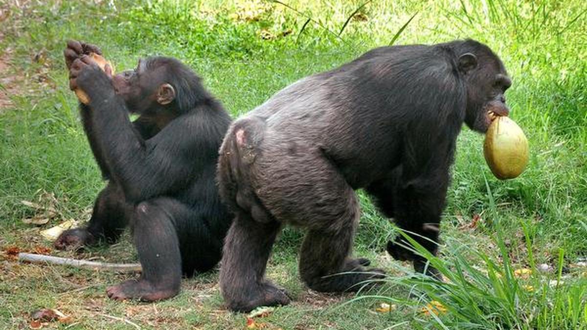 Odisha chimp raises Mysuru zoo’s hope of captive breeding - The Hindu