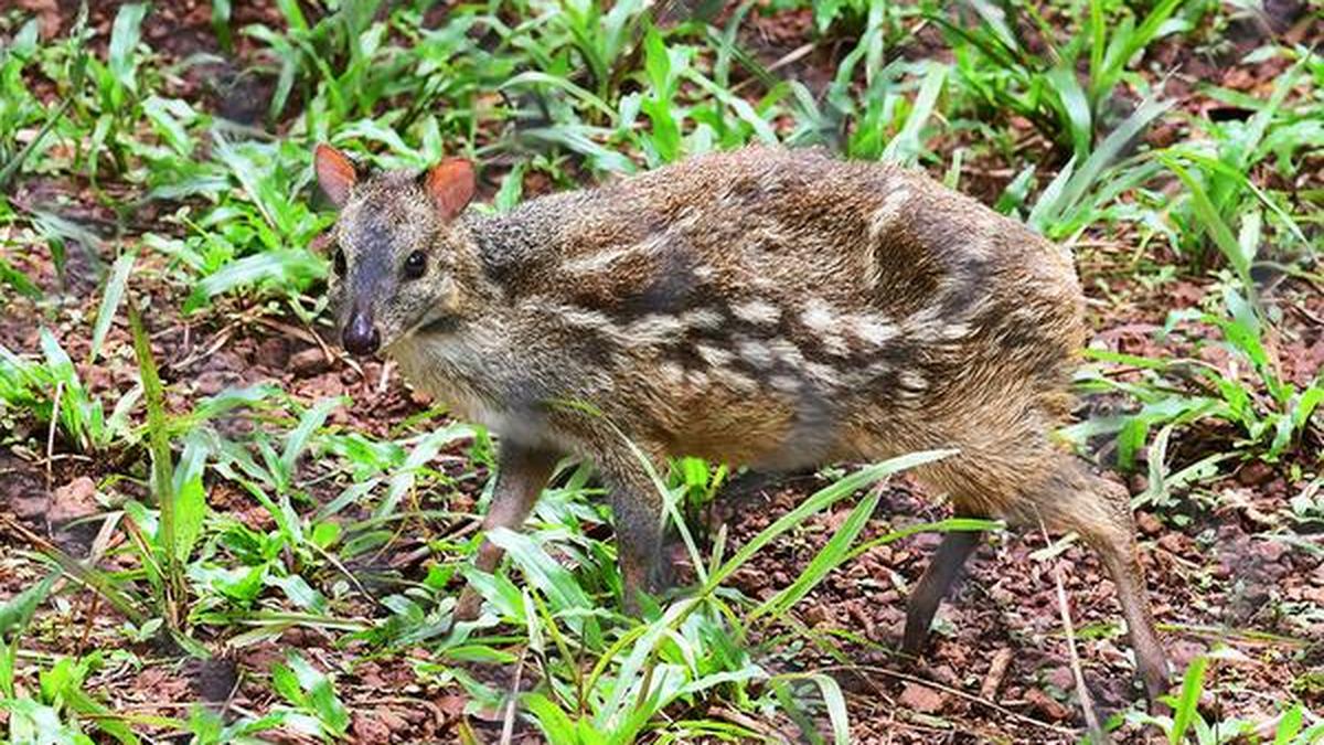 Is the mouse deer timid, or just shy of going extinct? - The Hindu