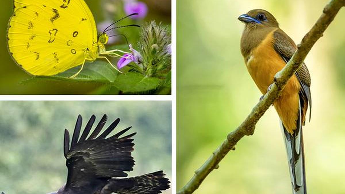 Faunal survey detects several species in Thiruvananthapuram Wildlife ...
