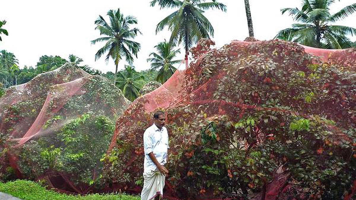 Nipah scare leaves Kozhikode exotic fruit farmers in distress - The Hindu Nipah scare leaves Kozhikode exotic fruit farmers in distress - The Hindu