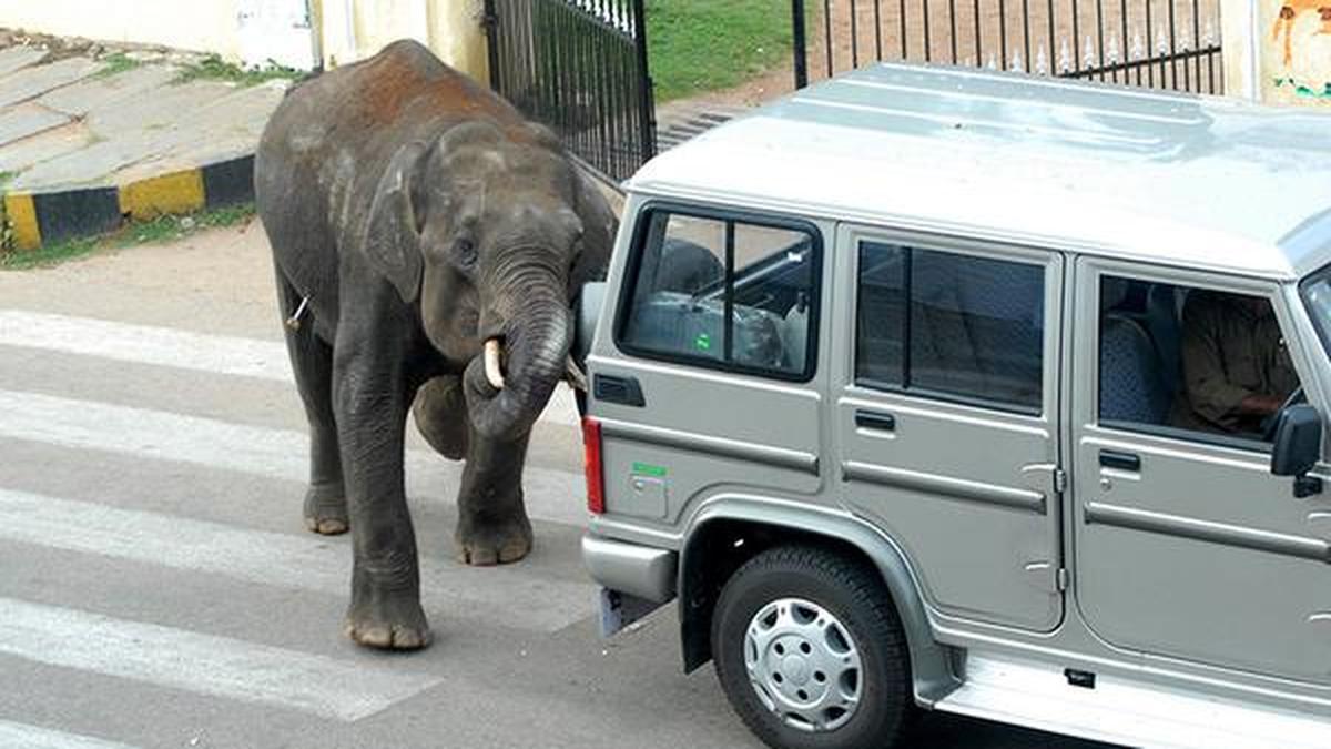 112 human casualties due to elephant attacks in Karnataka in last 4 ...