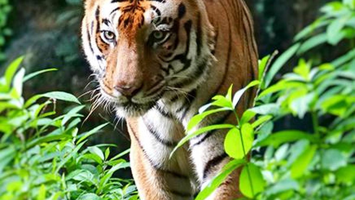 Tiger population drops in Wayanad, steady at Periyar - The Hindu