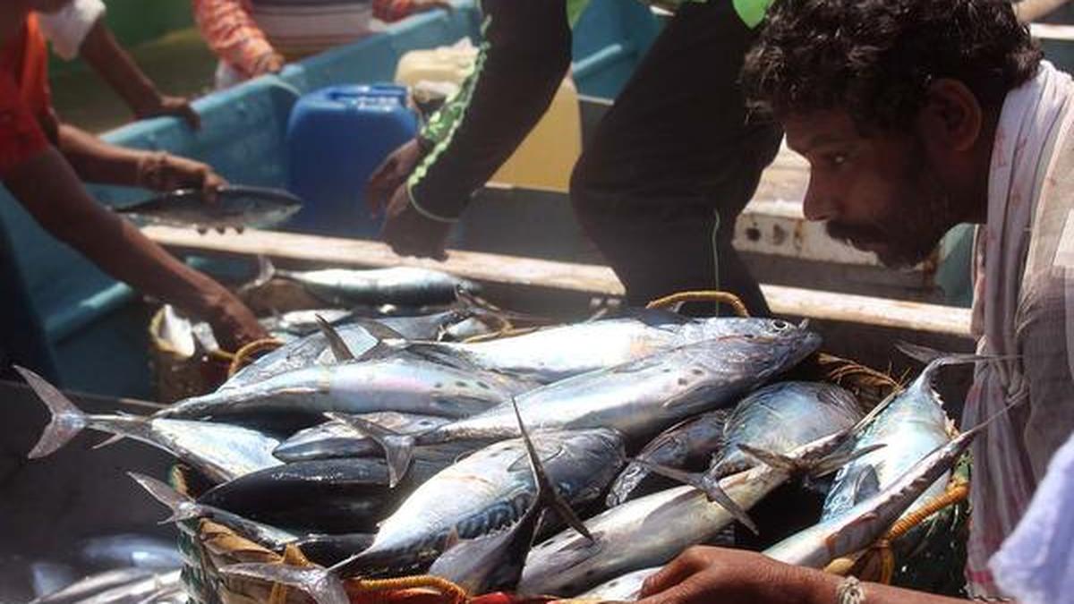 Choose omega-3s from fish for cancer prevention - The Hindu