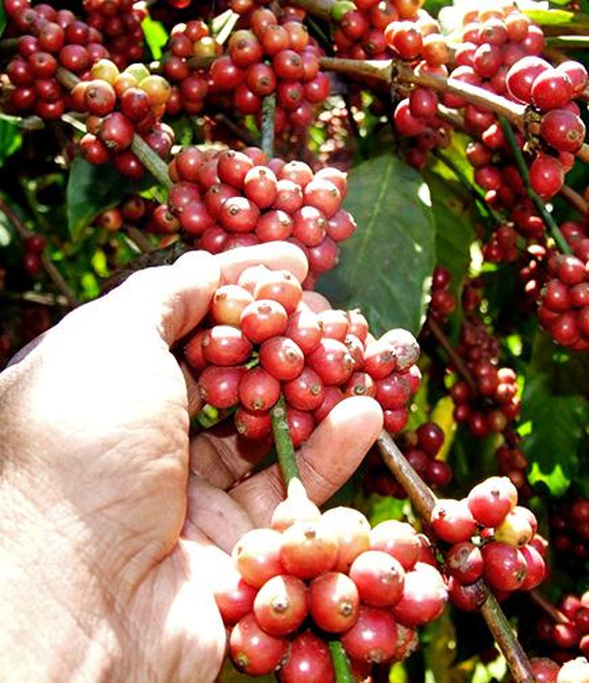 Robusta Coffee Plantation