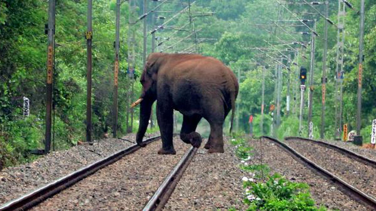 East Coast Railway To Install Intrusion Detection System To Prevent Elephant Deaths On Railway 4085