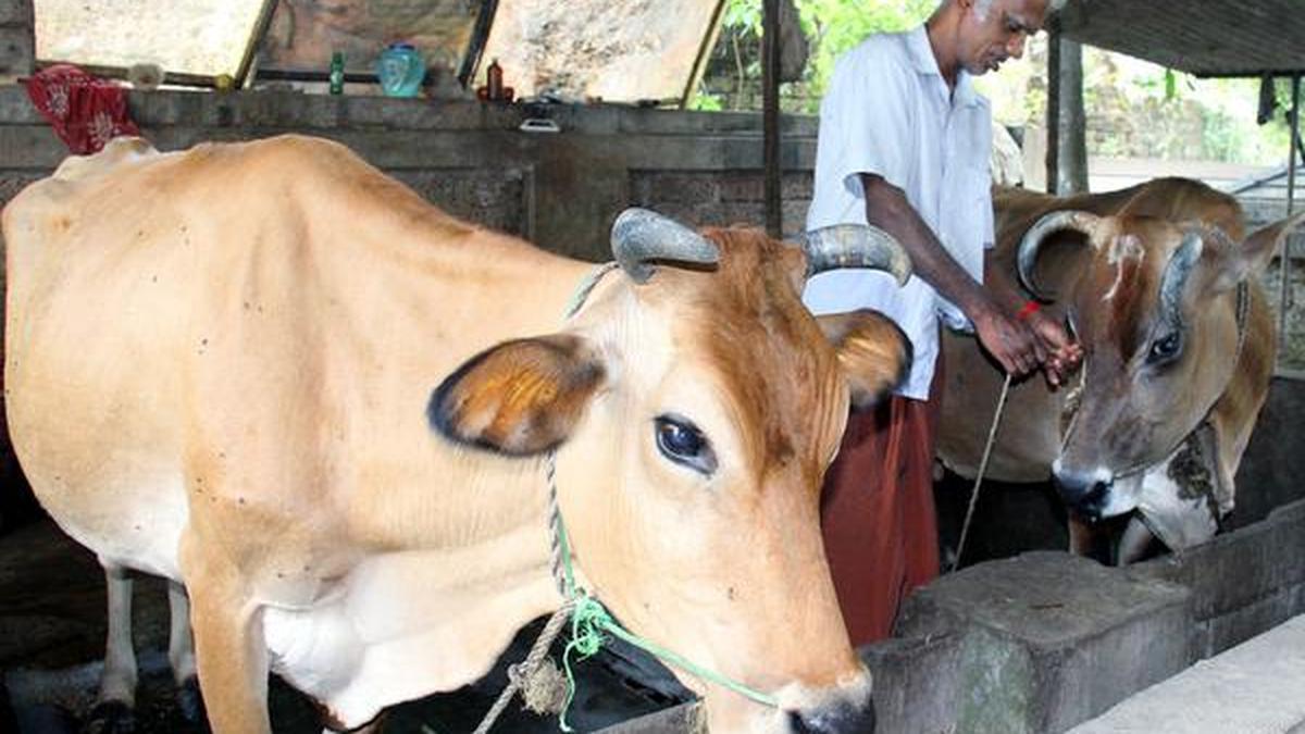 Dairy cattle require special care to augment milk production during summer: experts - The Hindu