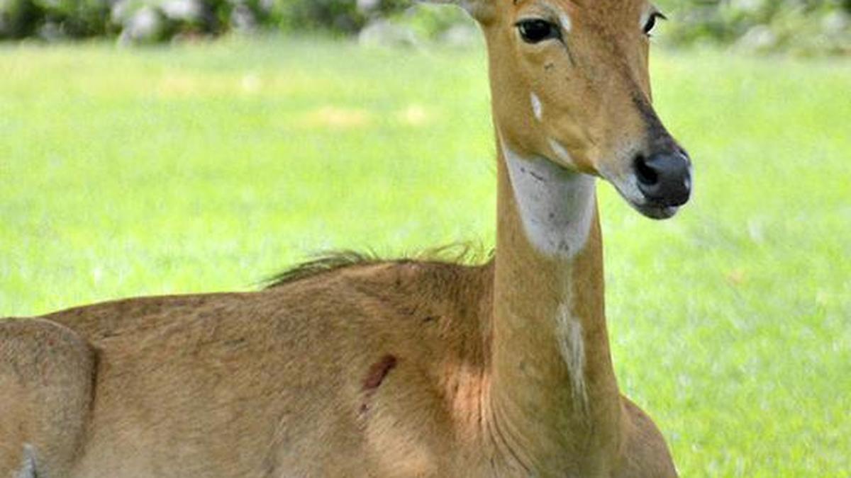 Gujarat to withdraw proposal to declare nilgai, wild pigs as vermin ...