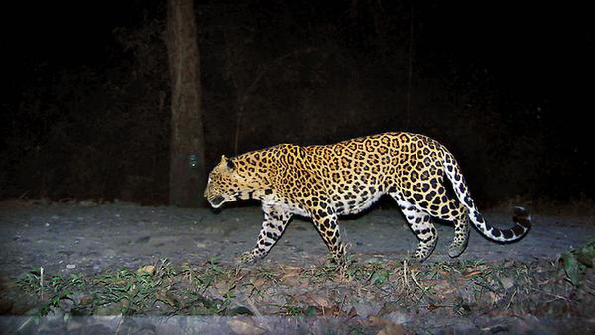 Trailing the leopard cat - The Hindu