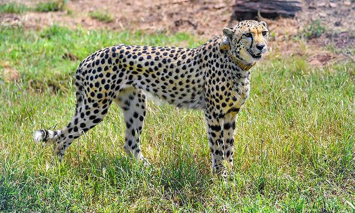 Not easy to bring back animal from extinction: Cheetah expert - The Hindu