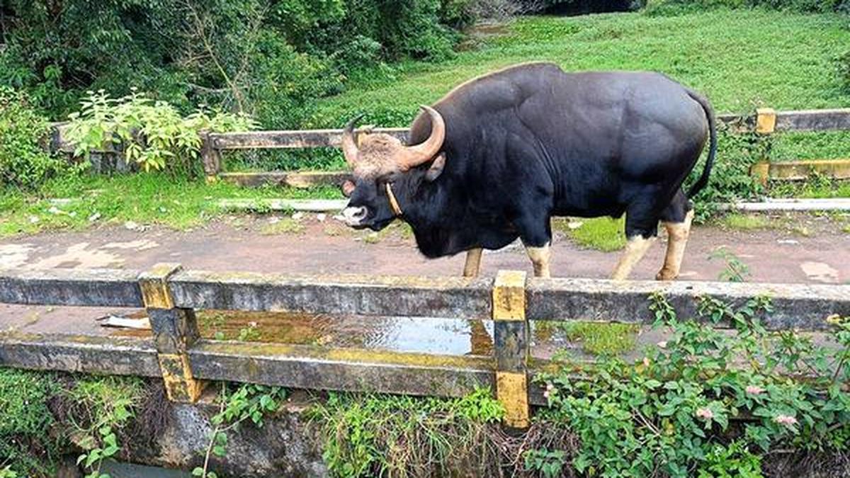 Indian gaur photographed with eye injury observed by forest department ...