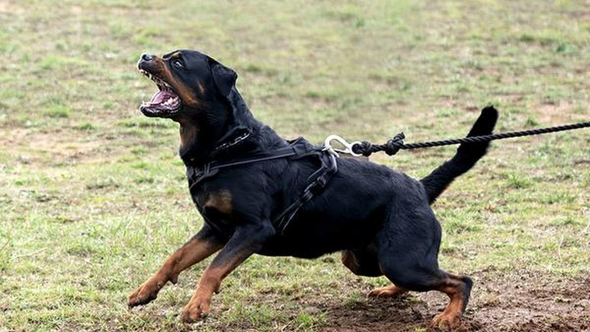 Telangana HC stays Centre’s circular on rearing ferocious and dangerous ...