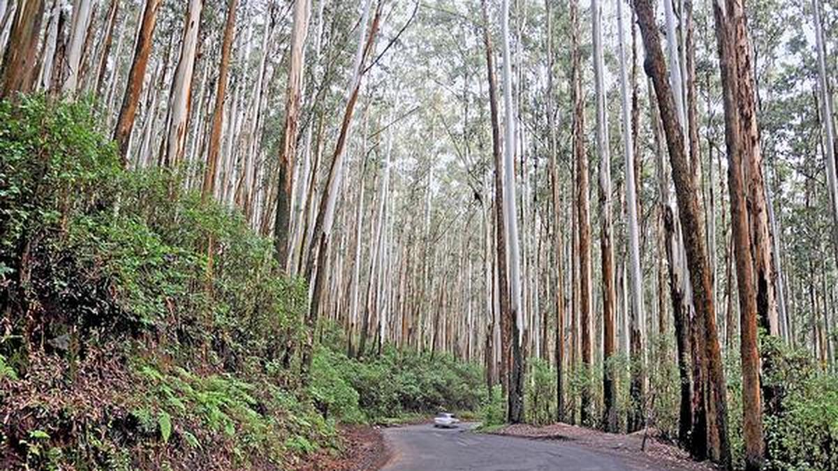 Friend, foe, poacher, watcher - The Hindu