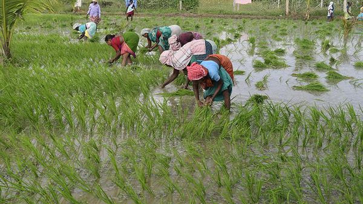 Around 3.19 lakh acres in Cauvery delta covered under Kuruvai - The Hindu