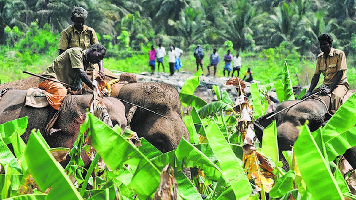 The unsung heroes of jumbo operations - The Hindu