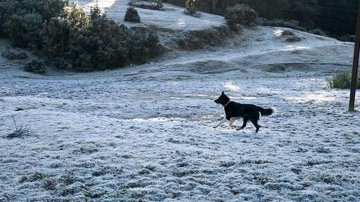 Explained | Why did Ooty have such a cold Pongal? - The Hindu