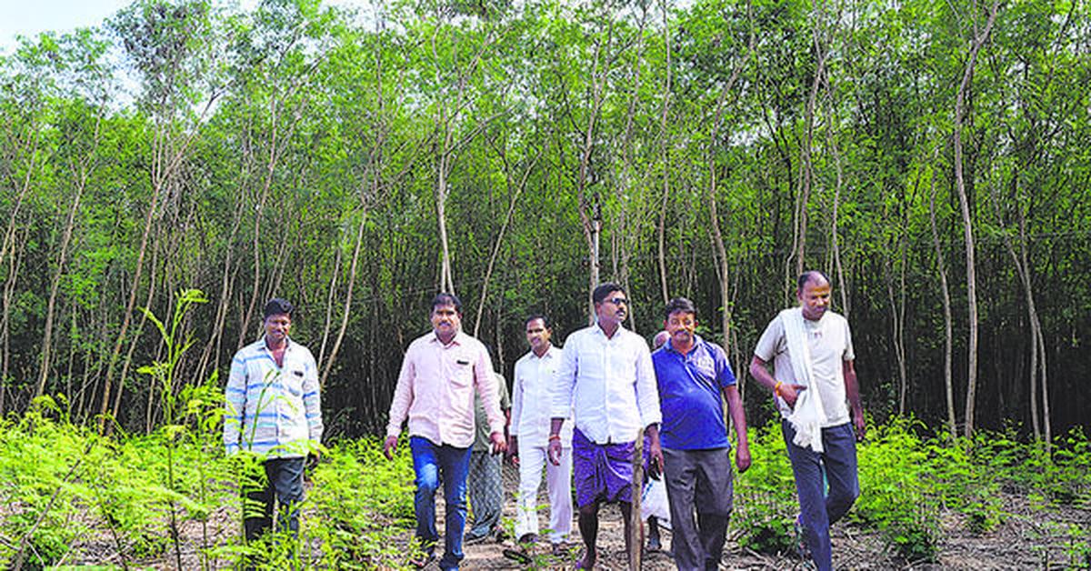 Subabul harvesting hit by COVID - The Hindu