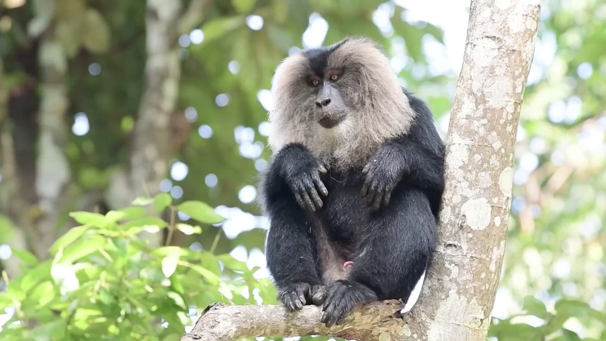 Watch | Saving the rare Lion-Tailed Macaques - The Hindu