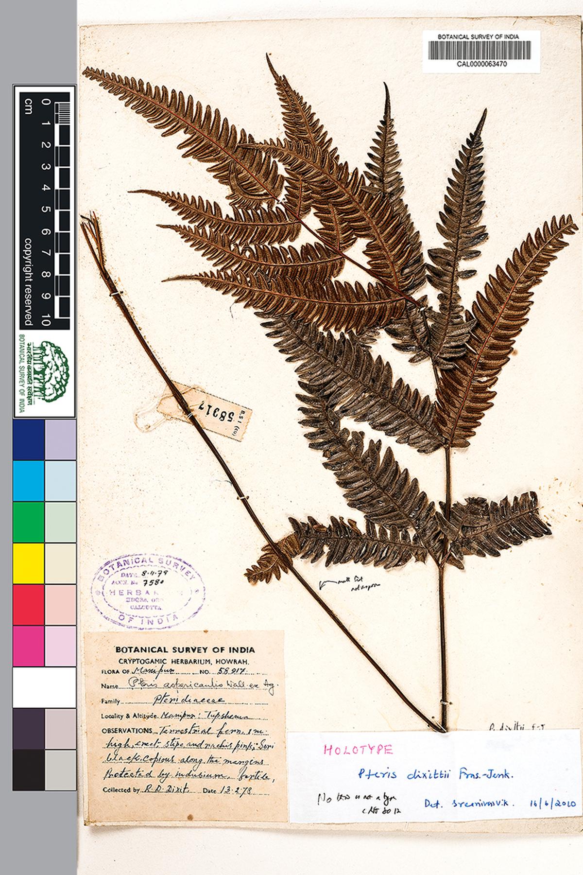 Watch| Inside India’s biggest virtual herbarium - The Hindu