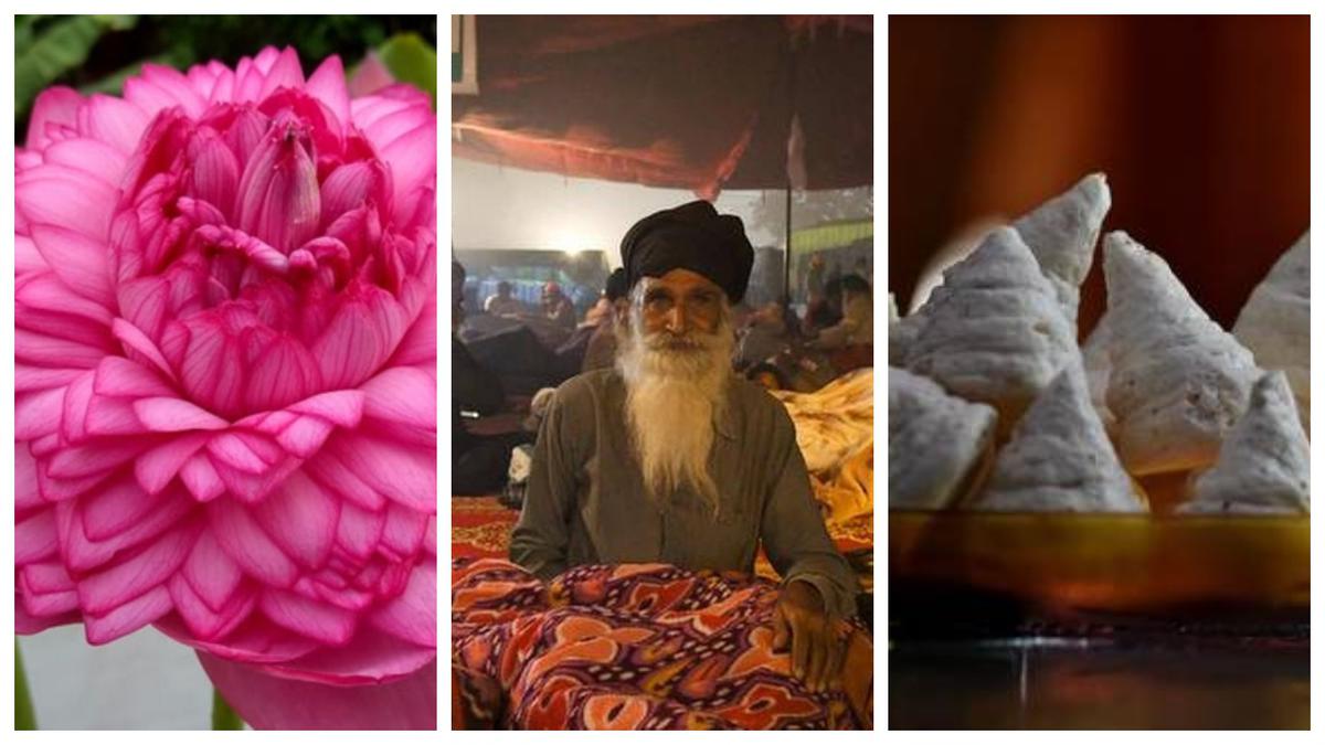 Top videos from The Hindu in 2020 - The Hindu